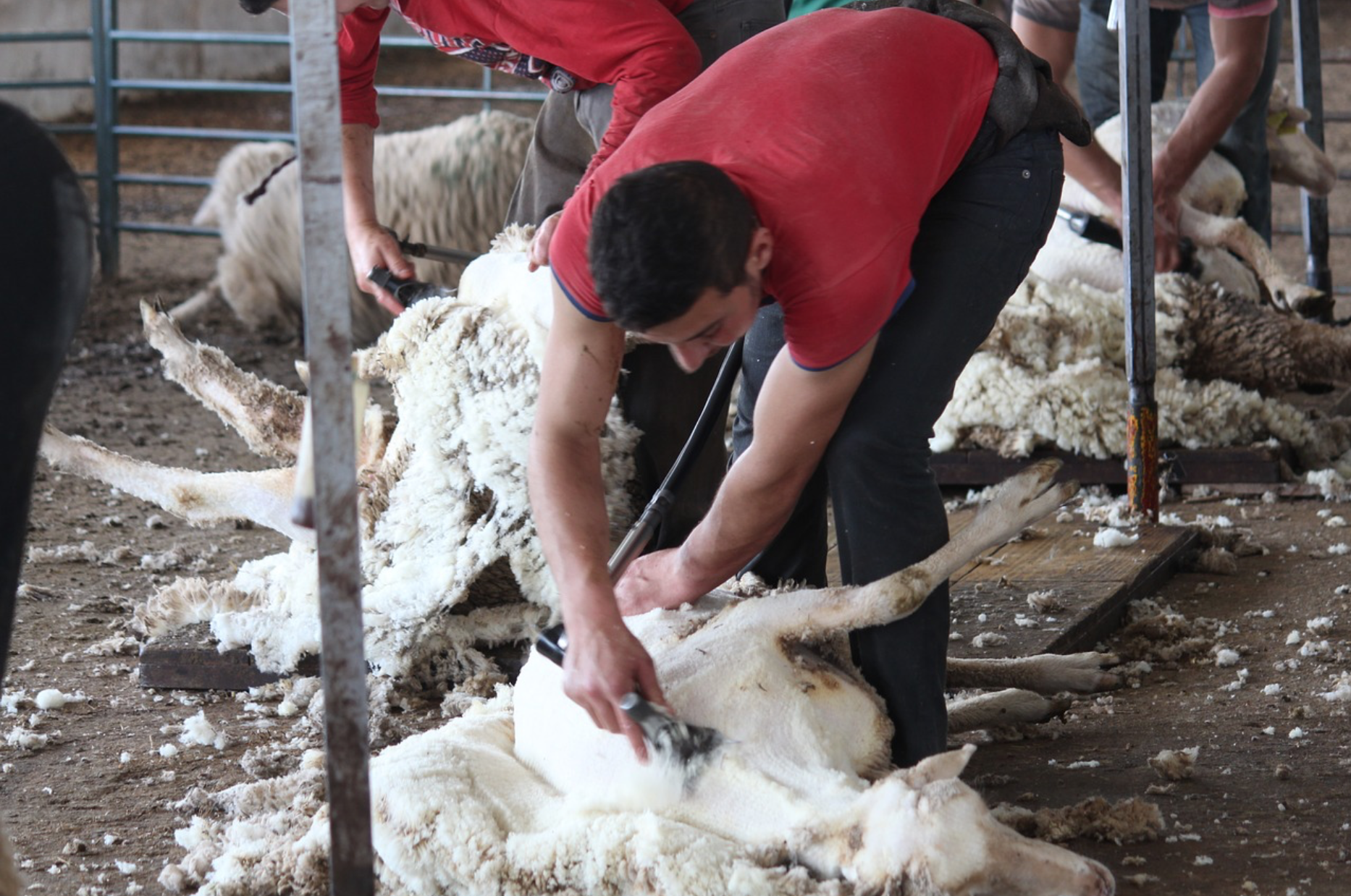 Say No to Wool - Why You Shouldn't Use Wool for Outdoor Gear